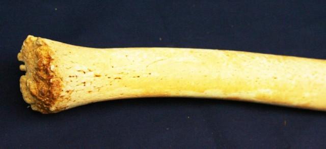 WALRUS BACULUM OOSIK PENIS OR PENILE BONE
