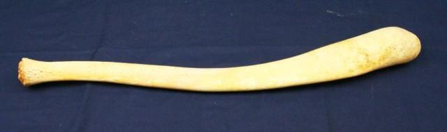 WALRUS BACULUM OOSIK PENIS OR PENILE BONE