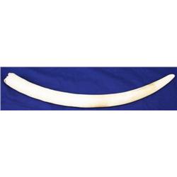 RAW IVORY WALRUS TUSK OF 20 INCHES
