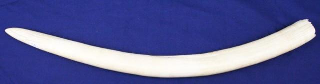 RAW IVORY WALRUS TUSK OF 19 INCHES