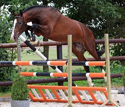 Dalato (Calato x Contender) - Bid is for Monthly Payment (1 of 60)
