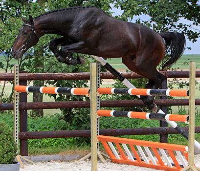 Dallas (Douglas VDL x Nimmerdor)- Bid is for Monthly Payment (1 of 60)