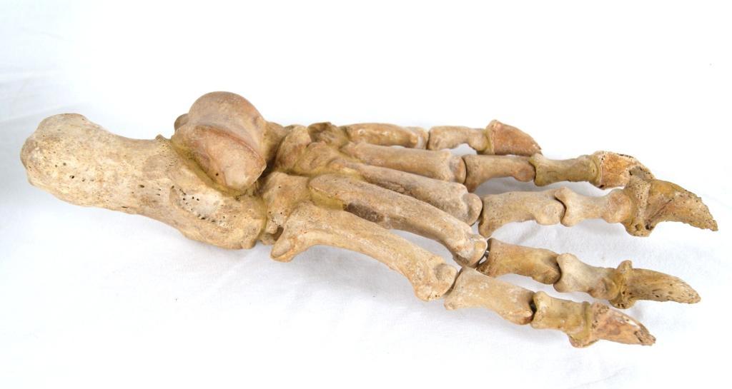Petrified (80,000 years old) Cave Bear paw cased