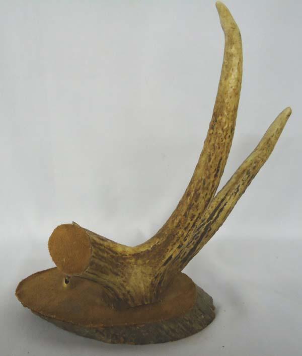 Elk Antler Pen Holder
