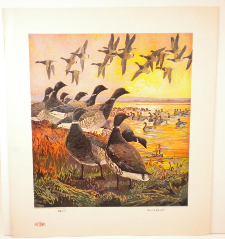 Du Pont Game Bird Print 1917, Black Brant & Brant