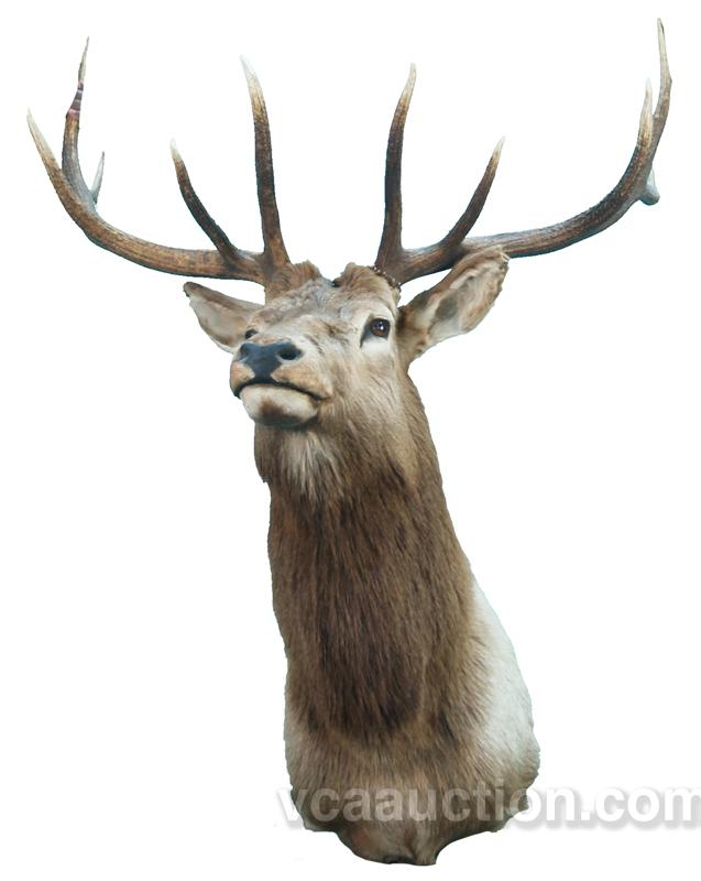 Large Elk Mount w/ Removable Antlers