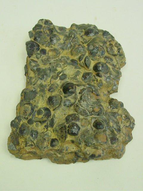 Prehistoric Clam Shells fossilized concretion