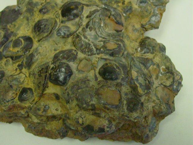 Prehistoric Clam Shells fossilized concretion