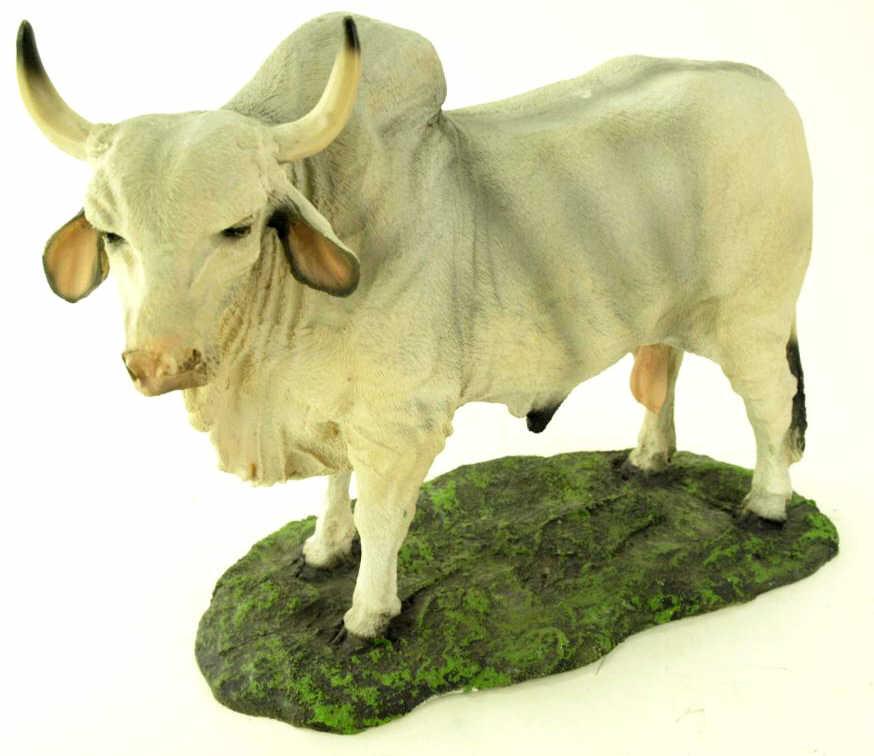 Resin cast Brahma bull.