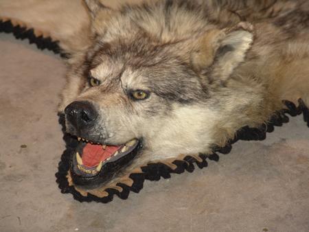 Wolf Hide Rug