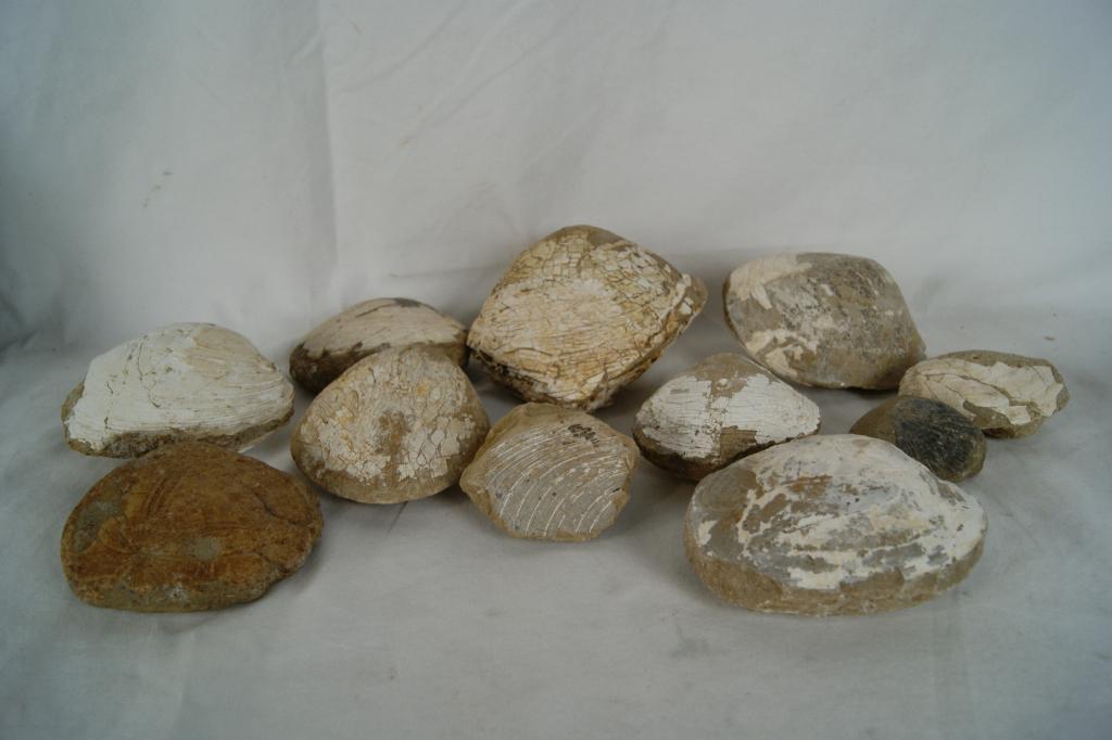 Fossilized clam shells - 11 unearth from the Ondulando Foothils Ventura Ca.