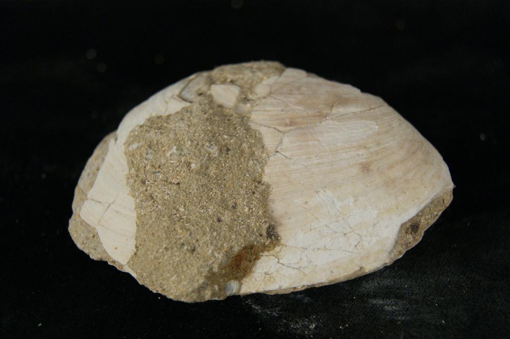 Fossilized clam shells - 11 unearth from the Ondulando Foothils Ventura Ca.