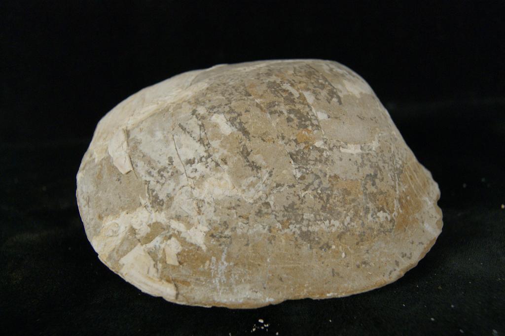 Fossilized clam shells - 11 unearth from the Ondulando Foothils Ventura Ca.