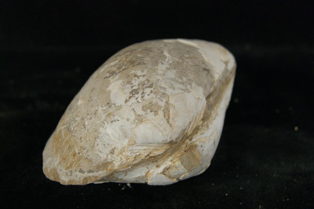 Fossilized clam shells - 11 unearth from the Ondulando Foothils Ventura Ca.