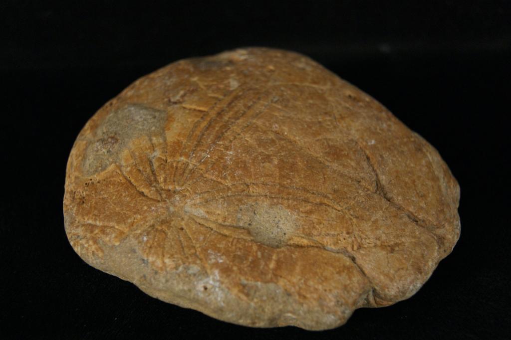 Fossilized clam shells - 11 unearth from the Ondulando Foothils Ventura Ca.