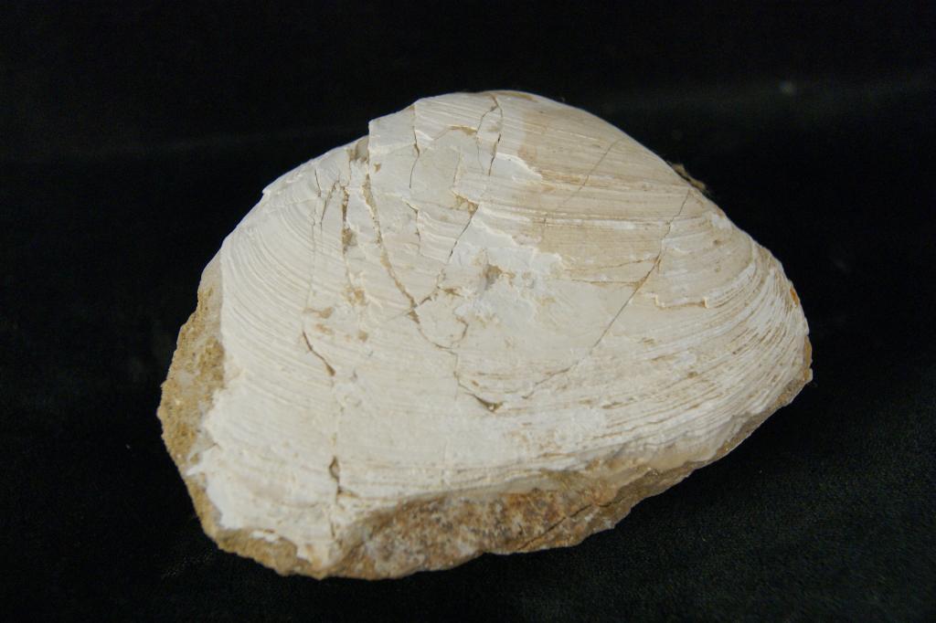 Fossilized clam shells - 11 unearth from the Ondulando Foothils Ventura Ca.