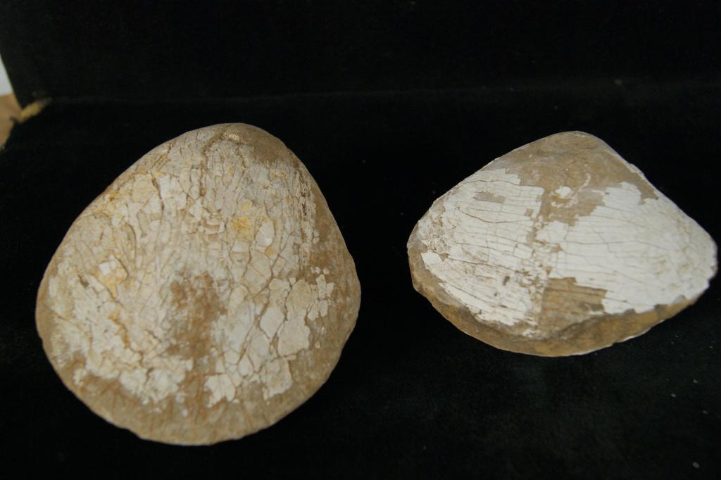 Fossilized clam shells - 11 unearth from the Ondulando Foothils Ventura Ca.