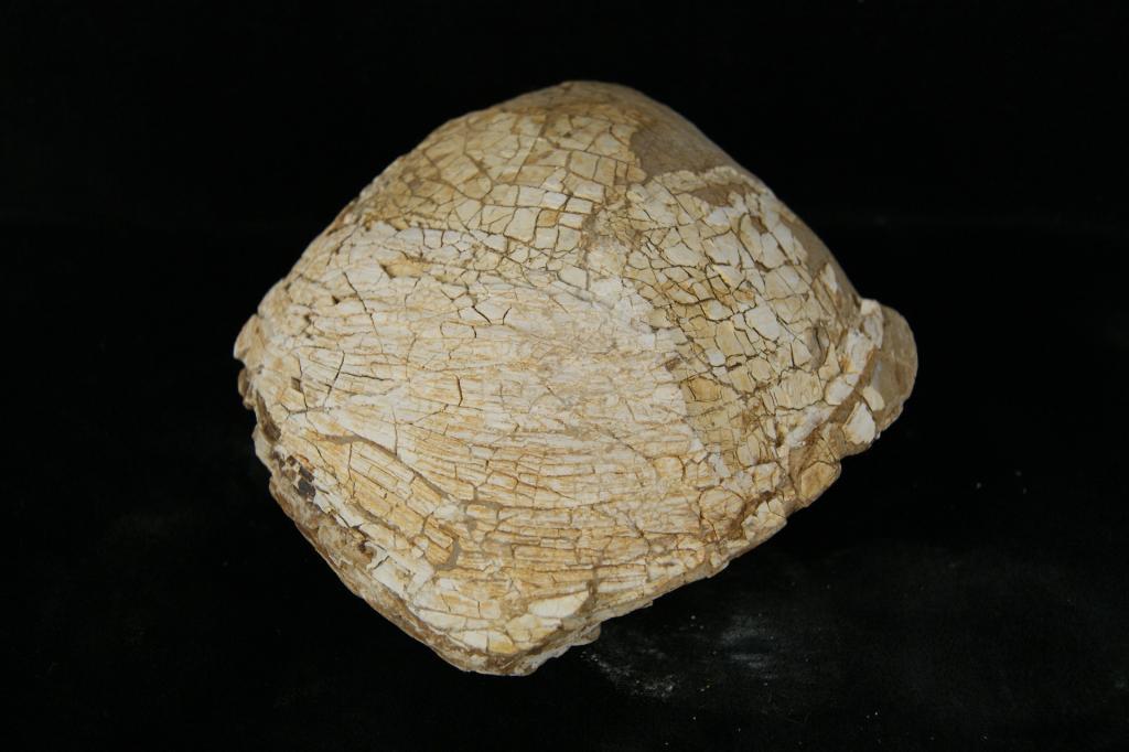 Fossilized clam shells - 11 unearth from the Ondulando Foothils Ventura Ca.