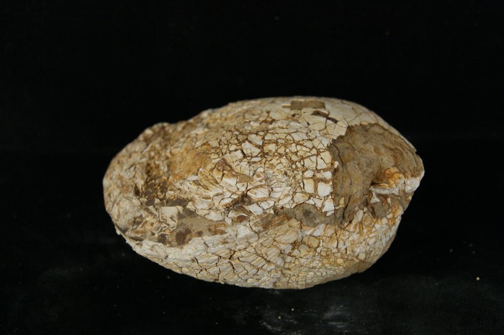 Fossilized clam shells - 11 unearth from the Ondulando Foothils Ventura Ca.