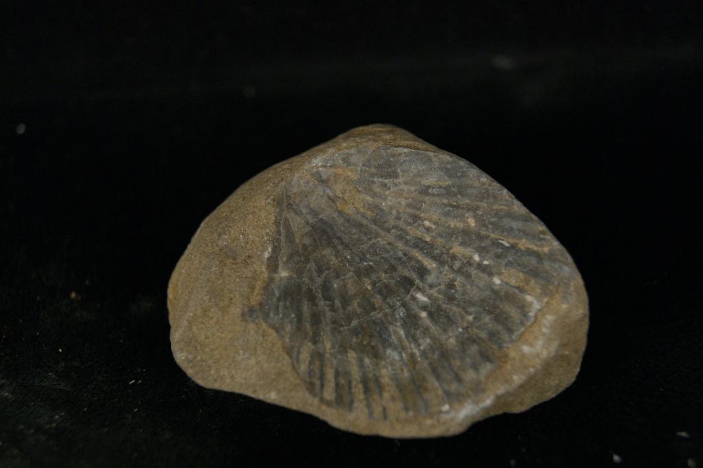 Fossilized clam shells - 11 unearth from the Ondulando Foothils Ventura Ca.