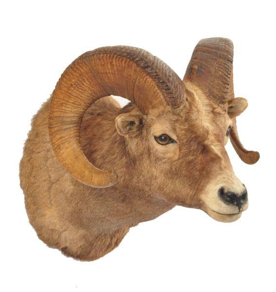 Rocky Mountain Big Horn Sheep Shoulder Mount