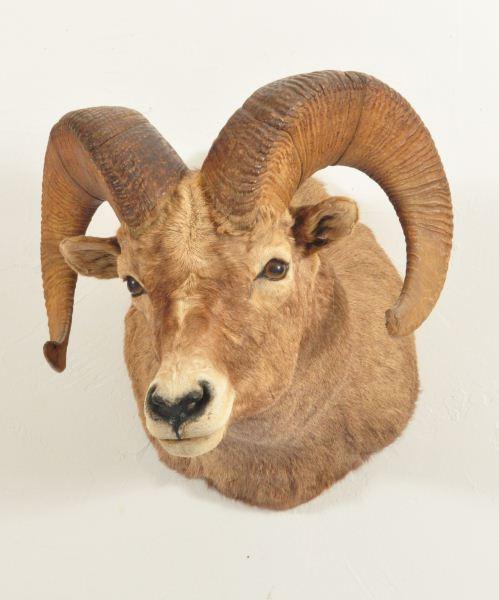 Rocky Mountain Big Horn Sheep Shoulder Mount