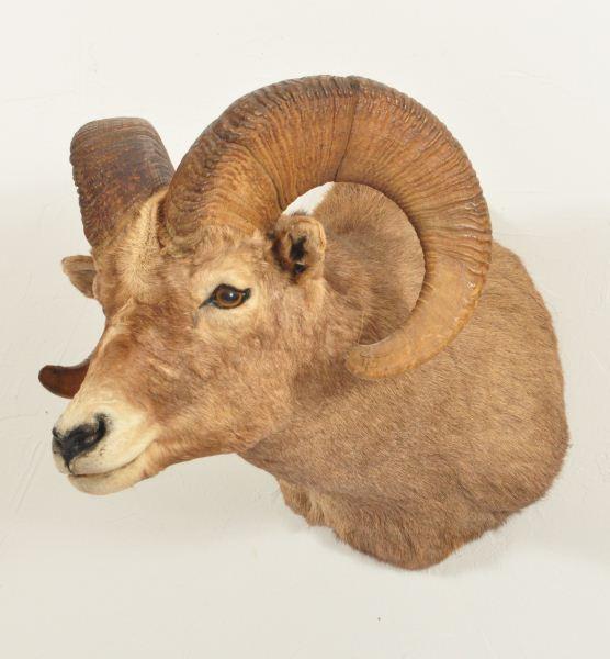 Rocky Mountain Big Horn Sheep Shoulder Mount