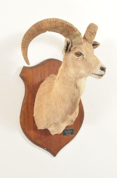 Ovis Vignei Punjabiensis Punjab Urial Mount