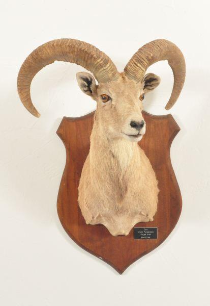 Ovis Vignei Punjabiensis Punjab Urial Mount