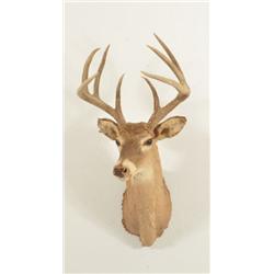 8 Point Whitetail Buck Shoulder Mount