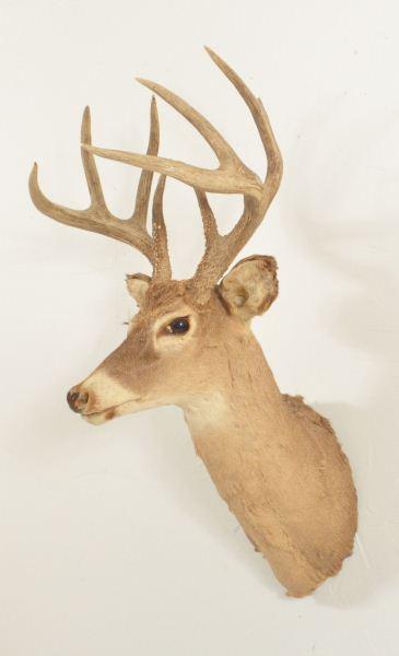 8 Point Whitetail Buck Shoulder Mount