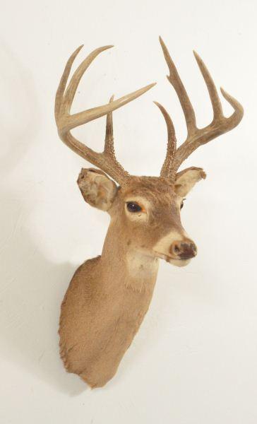 8 Point Whitetail Buck Shoulder Mount
