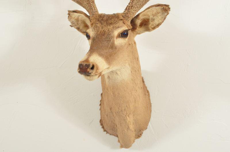 8 Point Whitetail Buck Shoulder Mount