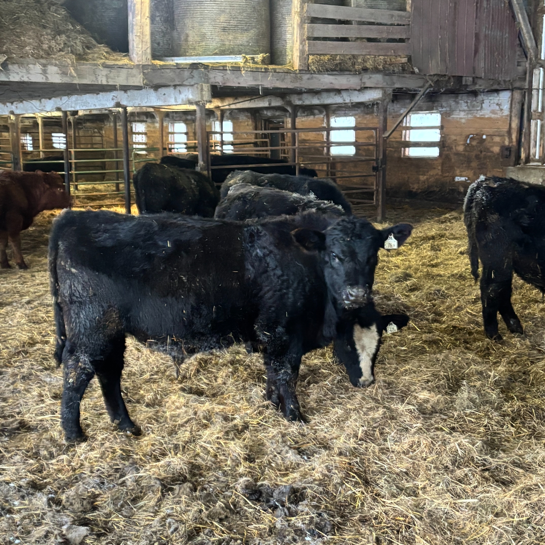 Ferme Mario Paquette & Fils s.e.n.c. - 24 Femelles 720 lb - Les ...