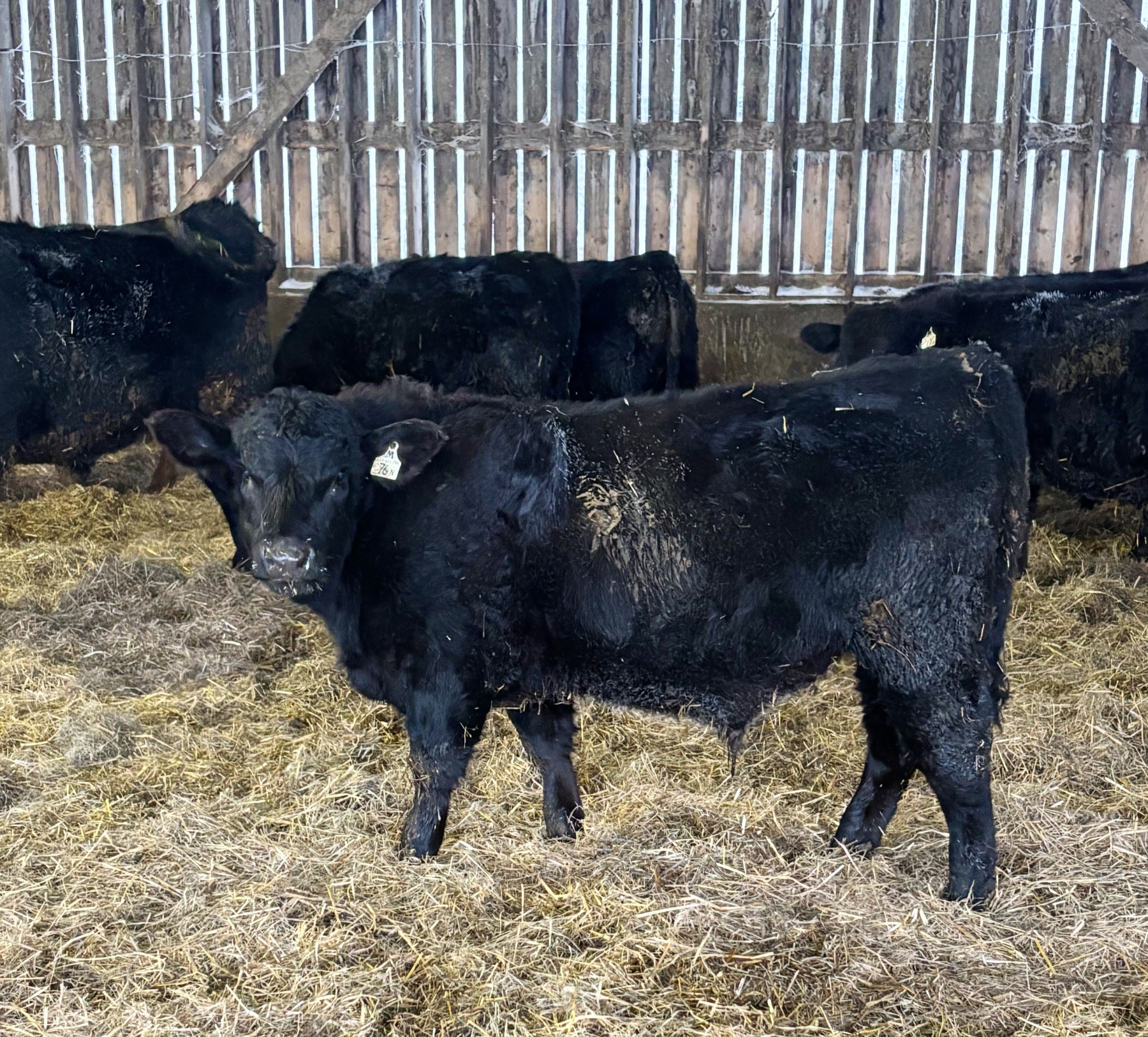 Ferme Mario Paquette & Fils s.e.n.c. - 24 Femelles 720 lb - Les ...