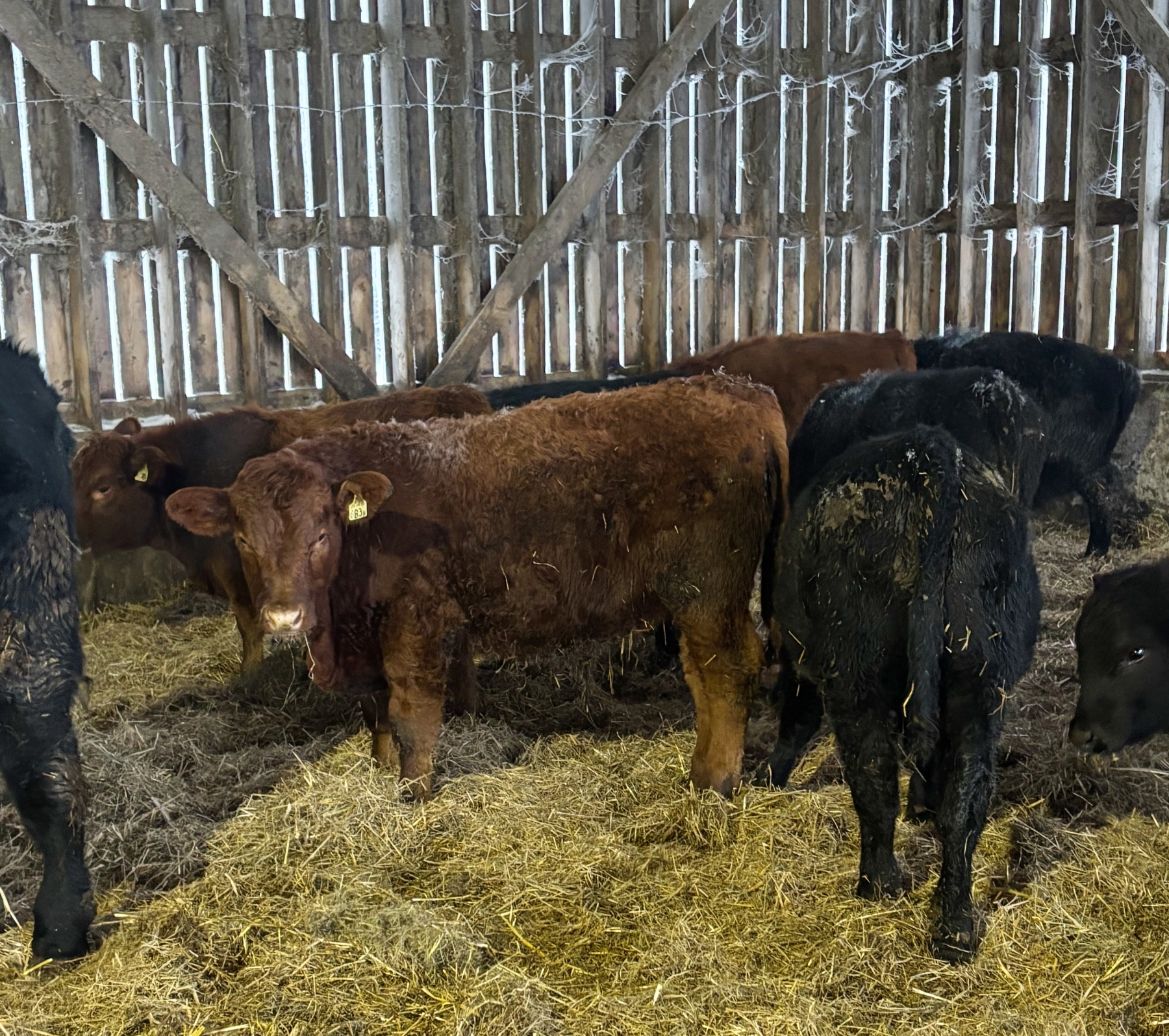 Ferme Mario Paquette & Fils s.e.n.c. - 24 Femelles 720 lb - Les ...