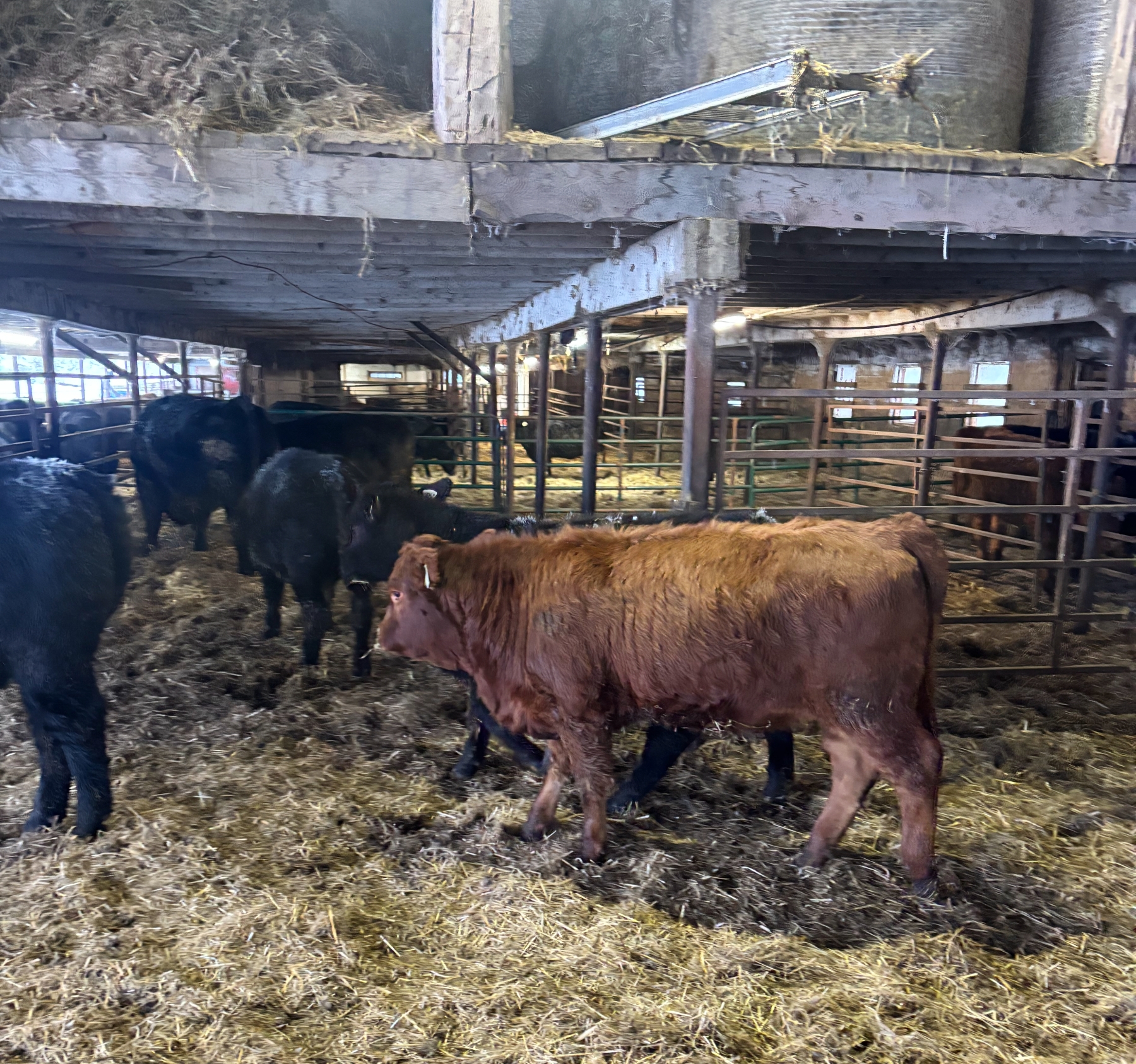 Ferme Mario Paquette & Fils s.e.n.c. - 24 Femelles 720 lb - Les ...