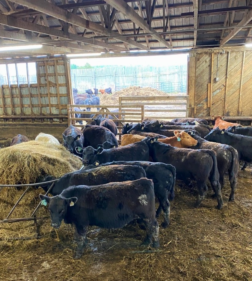 Ferme JMC Sylvain & Fils inc. - 27 Mâles castrés 709 lb - Les ...