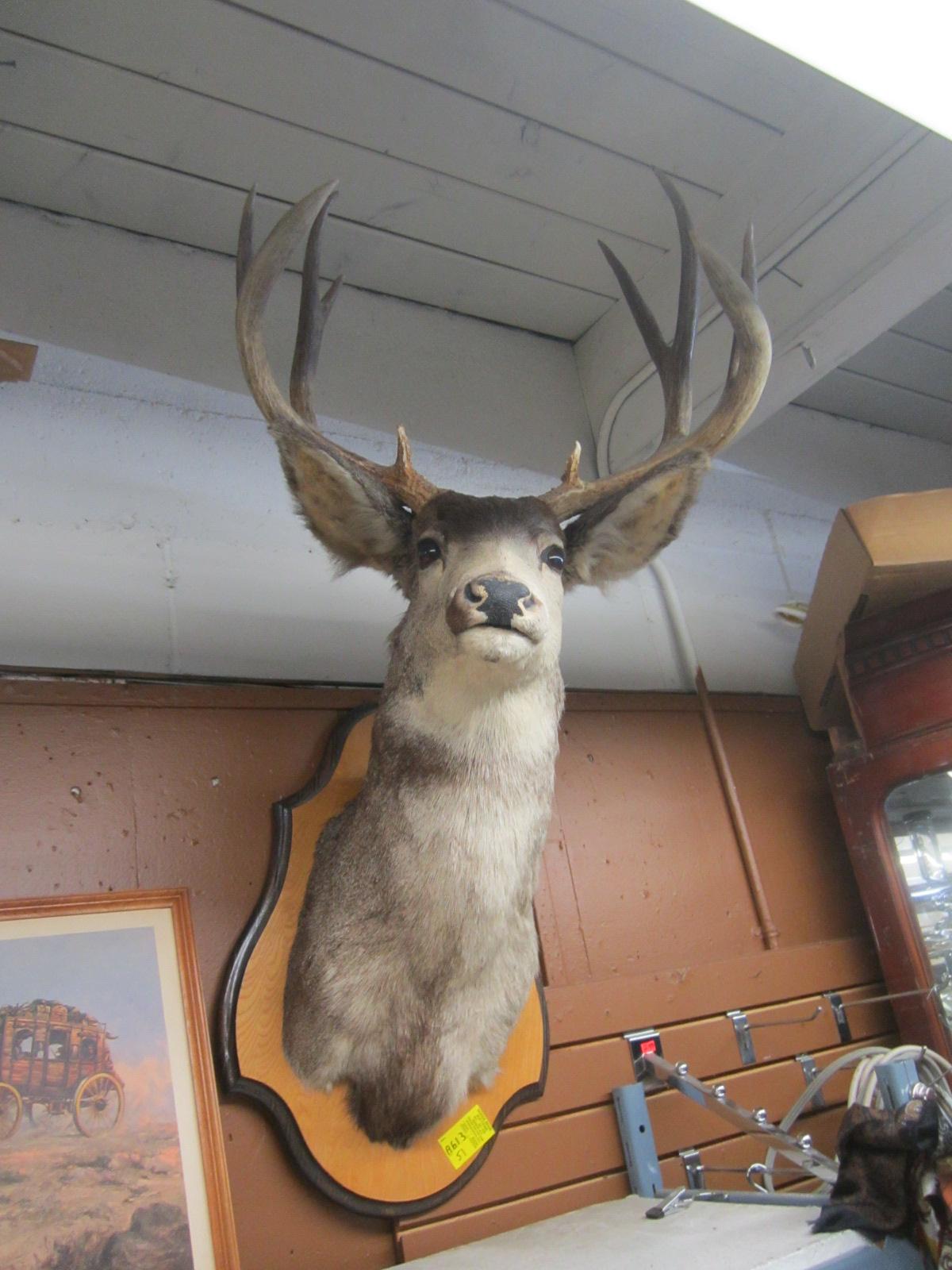 LG. MULE DEER HEAD MOUNT - Dodds Auction