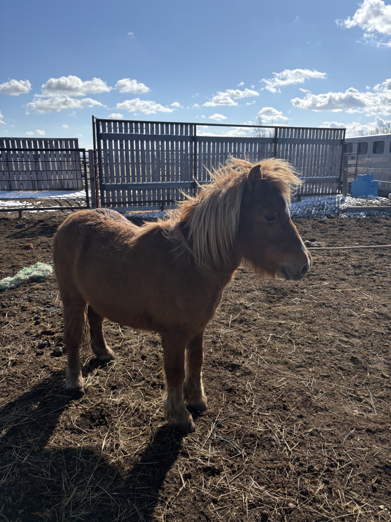 STAN THIS GUY IS A 3 YEAR OLD GELDING BROKE TO RIDE SMOKEY USED THIS ...