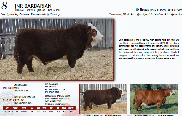 JNR BARBARIAN - 5 STRAWS