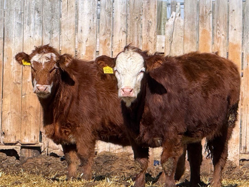 Scott & Gail Sapergia - 10 RBF Simm X November Delivery Bred Heifers ...