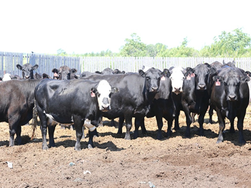 Box Ranch - 1450# Angus X Cows - 42 Head (Whitewood, SK) - Team Auction Sales