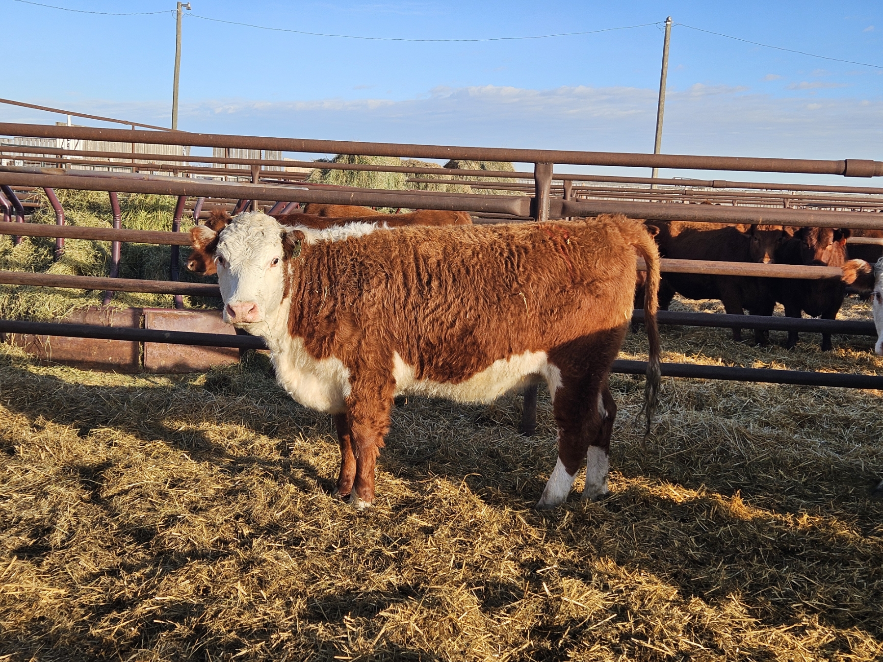 L-Craft Farms - 5 Hereford Heifers (Pen 425) - Team Auction Sales