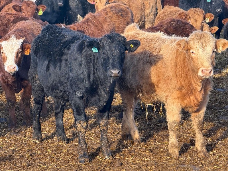 Nathan Allers - 800# March Delivery Heifers - 230 Head (Daysland, AB ...
