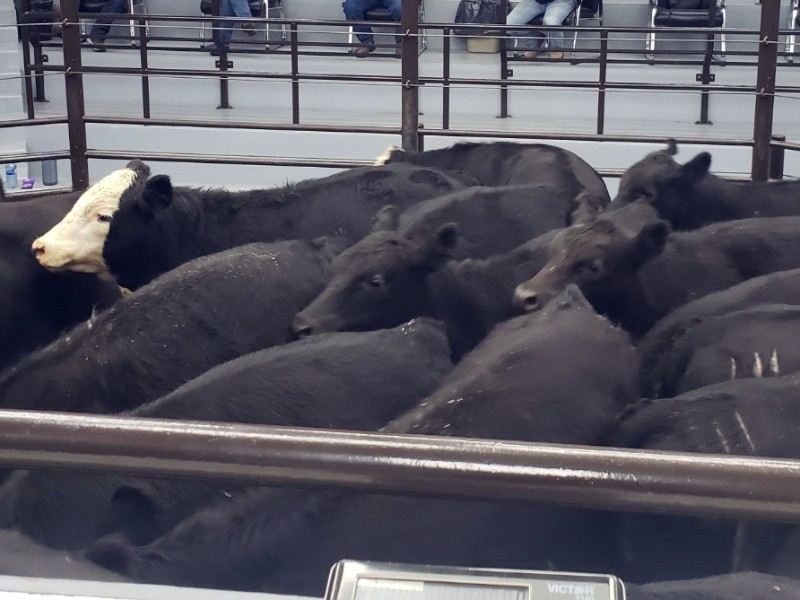 Douglas Lake Cattle Co. - 635# October Delivery Steer Calves - 190 Head ...