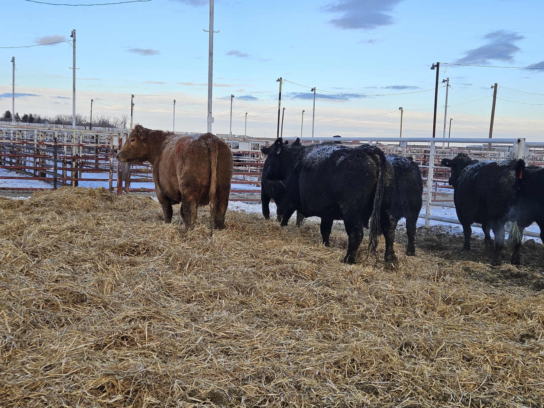 Stryker Cattle Co (Chad Stryker) - 1 Black Cow (Pen 436) - Team Auction Sales