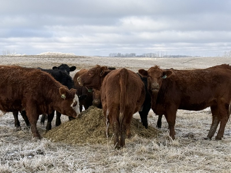 Fox Cattle Co. - 50 Red/RBF Simm X March Calving Bred Heifers (Foam ...