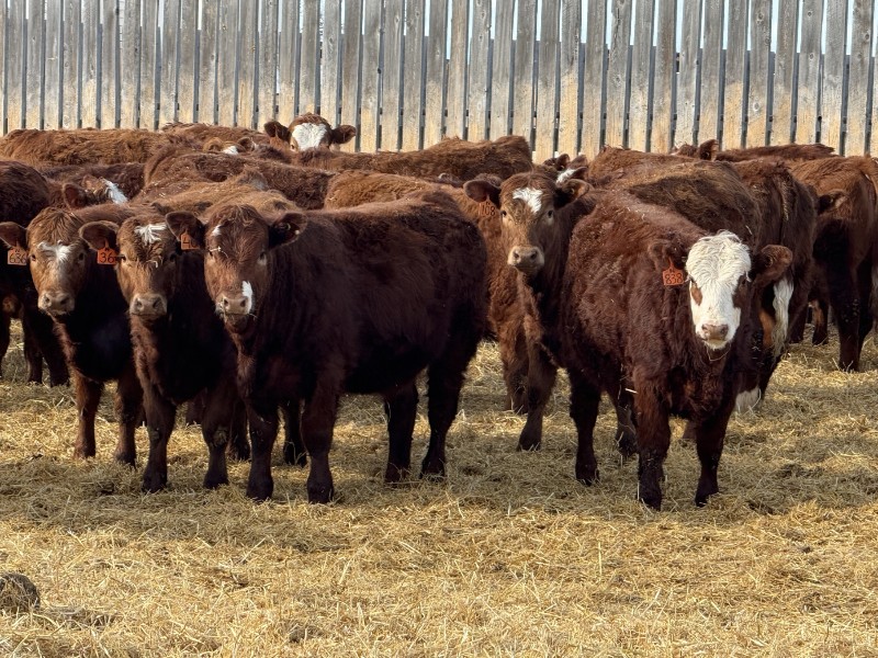 Jordan Livestock - 28 Red/RBF Simm-Angus Replacement Heifers (Rimbey ...