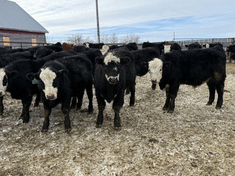 Kristjanson Farms - 900# February Delivery Steers - 68 Head (Foam Lake ...